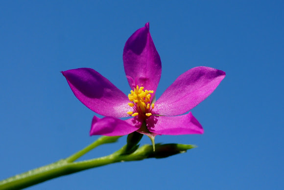 Waterleaf, Broad Leaf Ginseng or Philippine Spinach | Project Noah