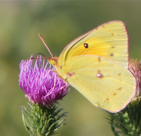Clouded Sulphur | Project Noah