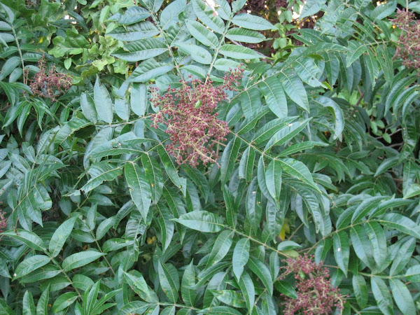 Shining, or Winged, Sumac | Project Noah