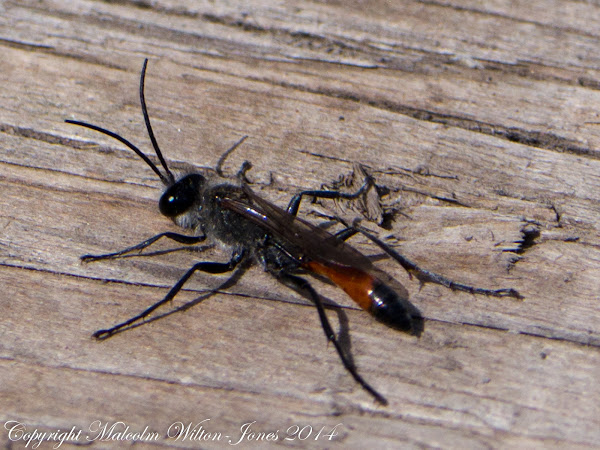 Sand Digger Wasp | Project Noah