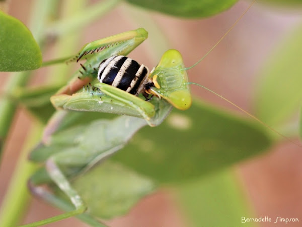 Mantis with Prey (bee) | Project Noah