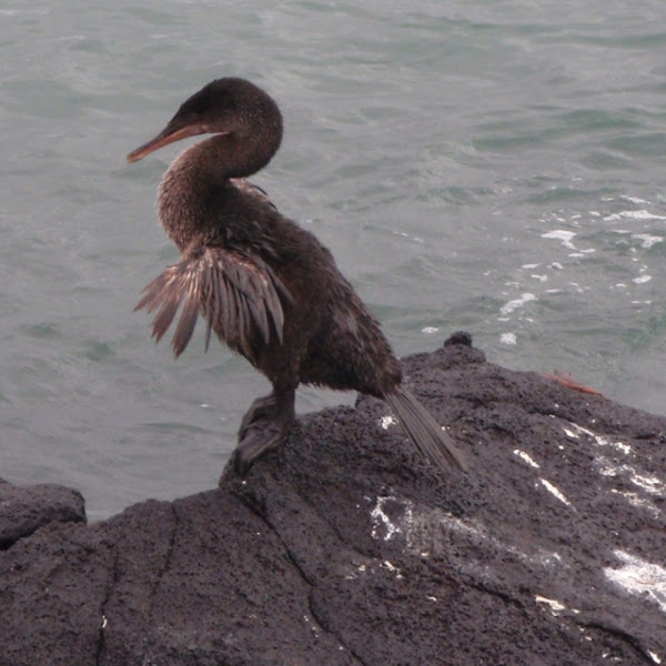 Flightless Cormorant | Project Noah
