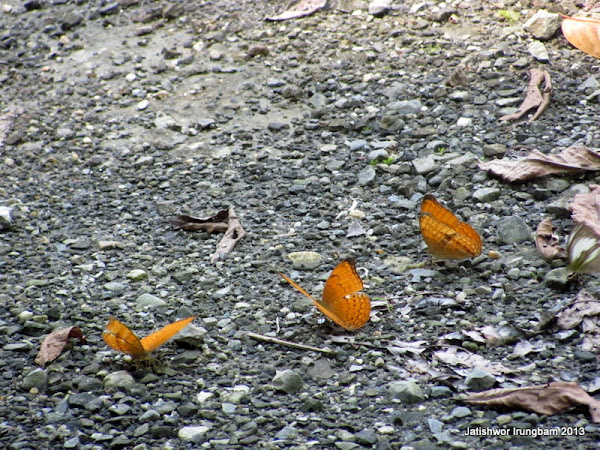 Large Yeoman (Male) | Project Noah