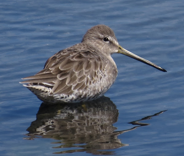Long-Billed Dowitcher | Project Noah