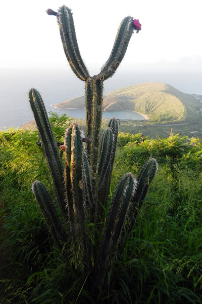 Cactus | Project Noah