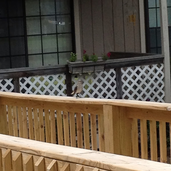 Mocking Bird | Project Noah