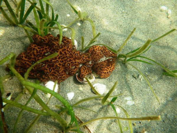 Botrylloides leachi | Project Noah