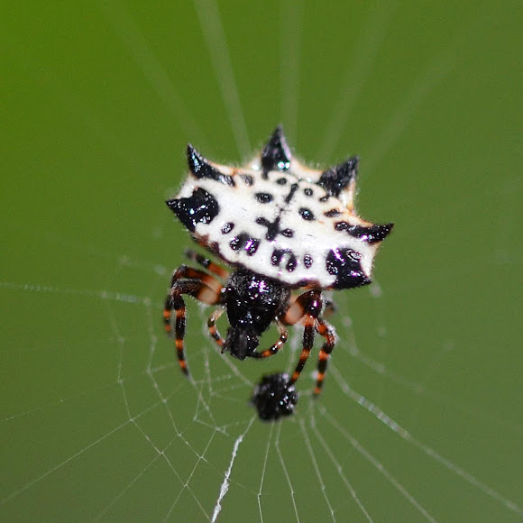 black and white spiny orb-weaver | Project Noah