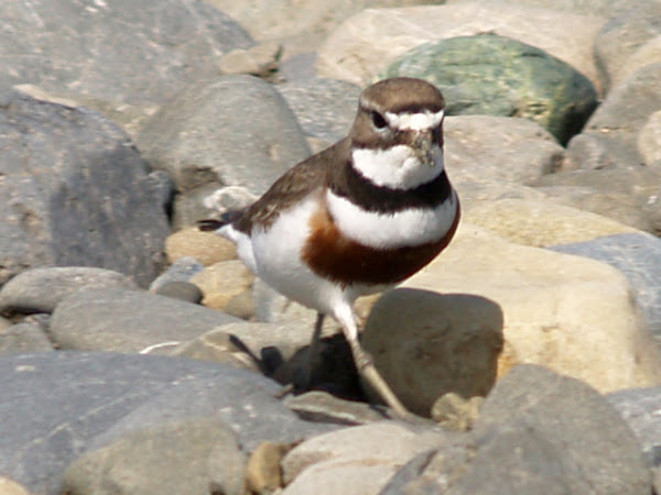 Banded Dotterel | Project Noah