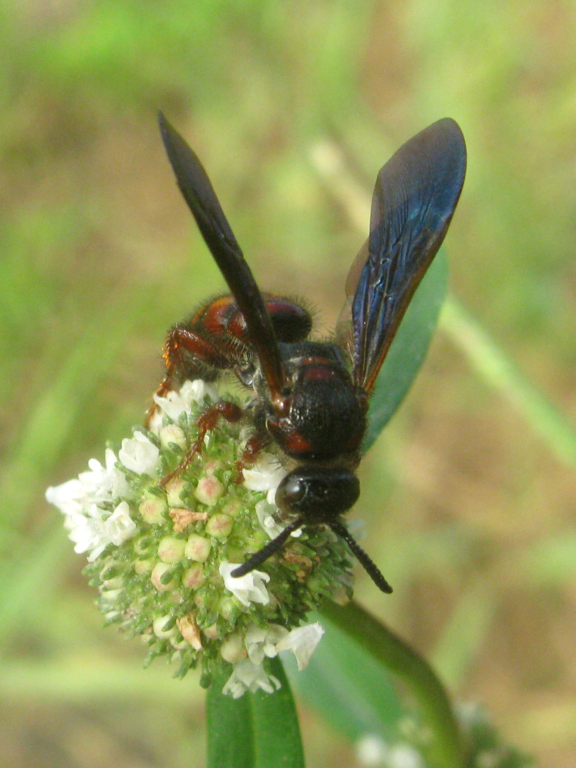 Scoliid Wasp | Project Noah