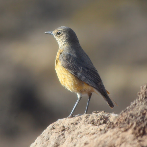 Sentinel Rock-thrush | Project Noah