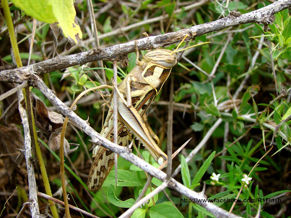 MIGRATORY BIRD LOCUST | Project Noah