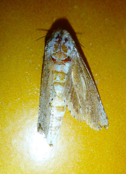 Carpenter Moth | Project Noah