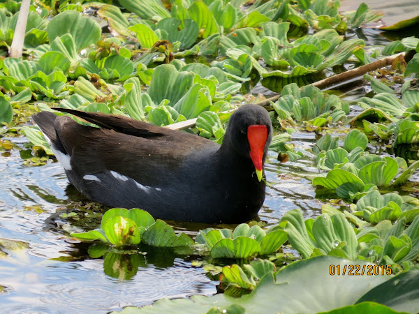 Common gallinule | Project Noah