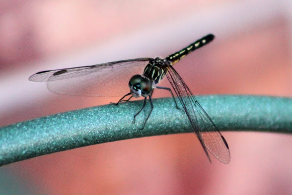 Blue Dasher (female) | Project Noah