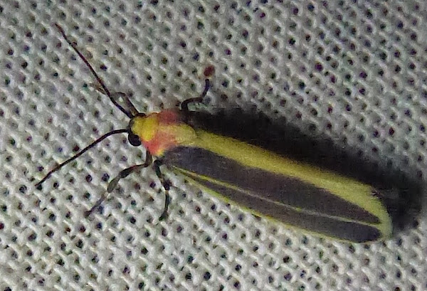 Arctiid Moth | Project Noah