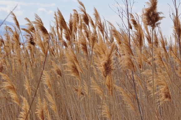 Common Reed | Project Noah