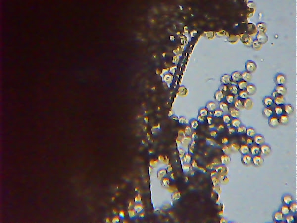 groening's slime or wolf's milk spores | Project Noah