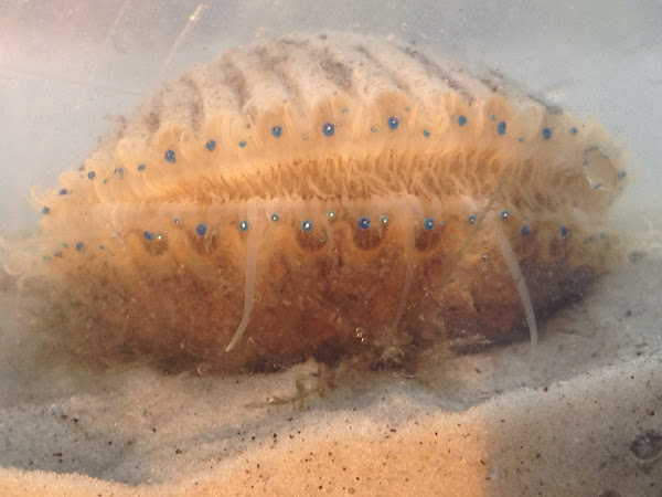 Bay Scallop | Project Noah