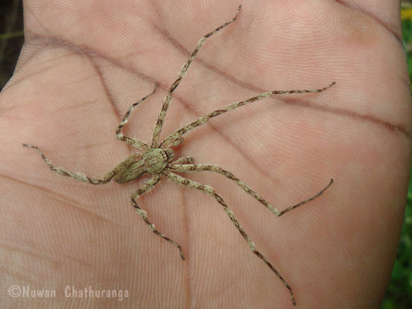 Spider | Project Noah