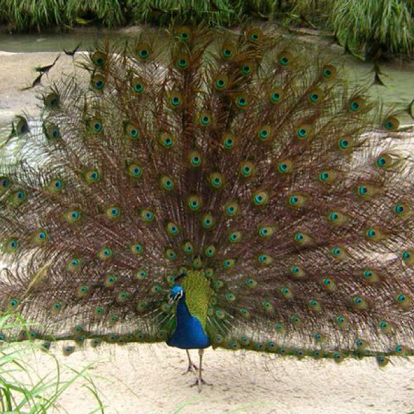 Indian peacock | Project Noah