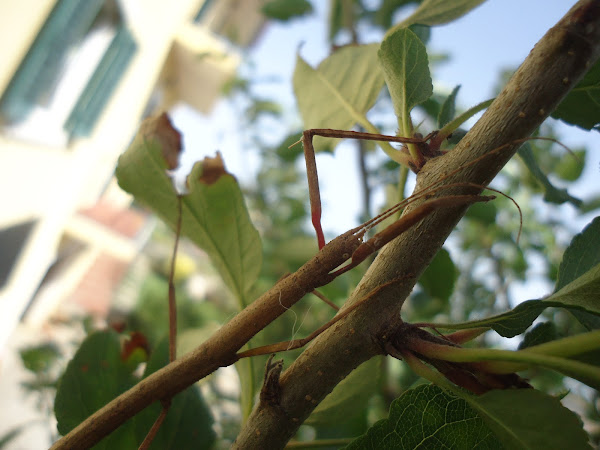 Portugese Stick Insect | Project Noah