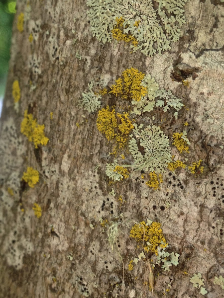 Lemon lichen | Project Noah