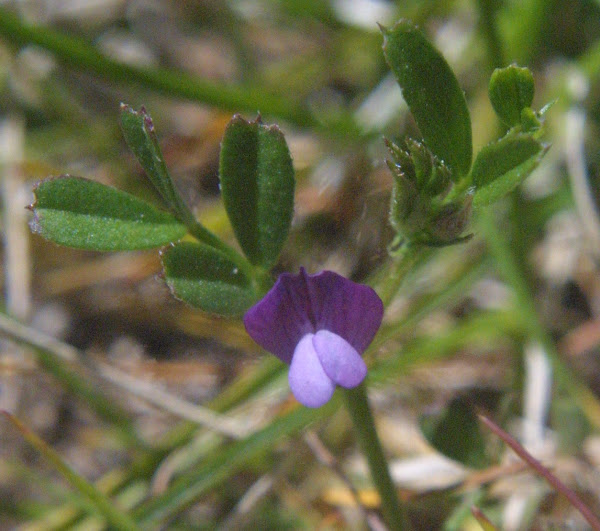 Common Vetch | Project Noah