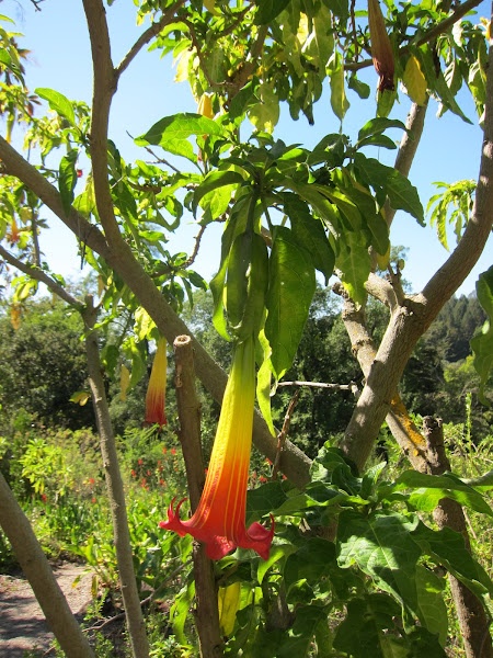 Red Angel's Trumpet | Project Noah