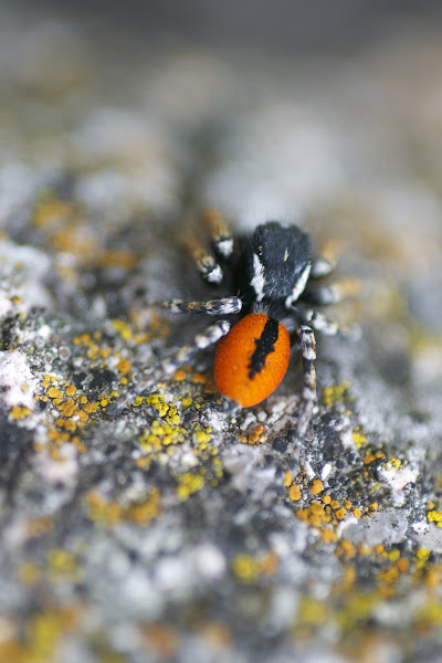 Philaeus crysops | Project Noah