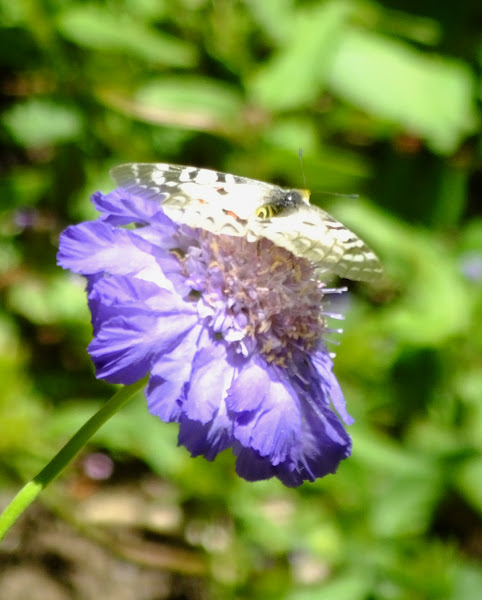 Clodius Parnassian | Project Noah