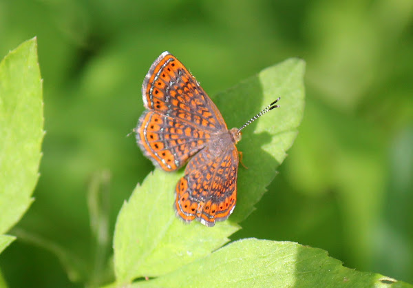 Swamp Metalmark | Project Noah