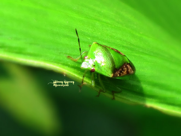 Brown-winged Stink Bug | Project Noah