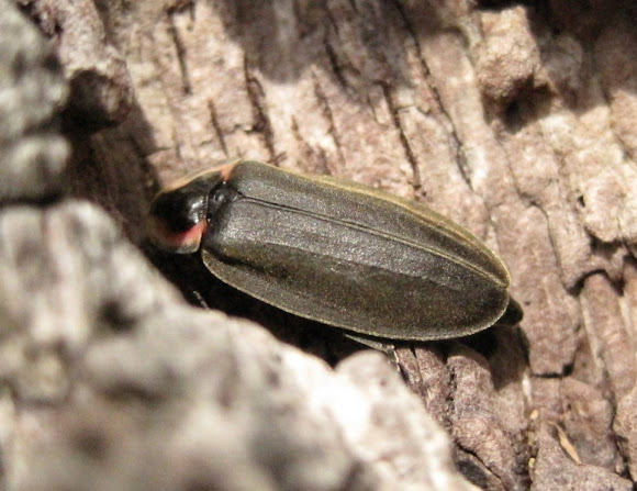 Winter Firefly | Project Noah