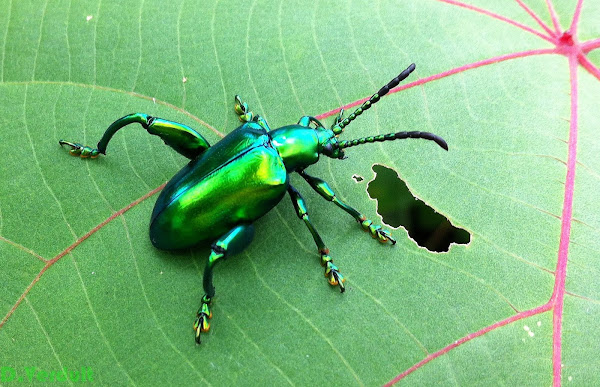 Frog legged leaf beetle | Project Noah