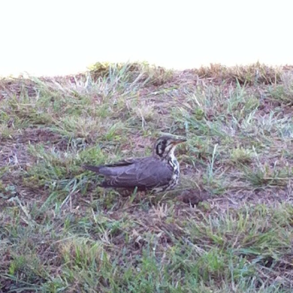 Ground scraper thrush | Project Noah