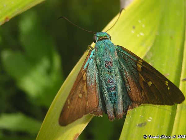 Long-tailed Skipper | Project Noah