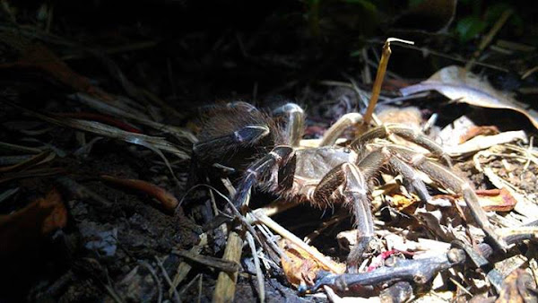 Puerto Rican Pygmy Tarantula | Project Noah