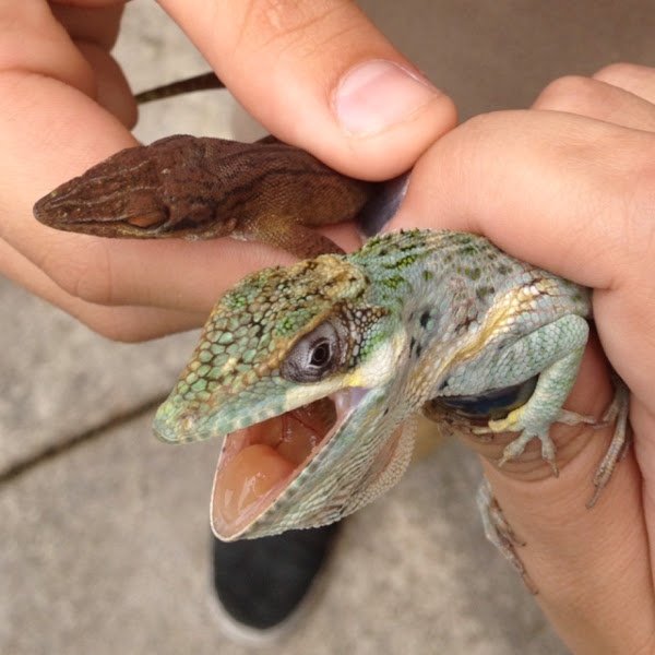 Cuban Knight Anole | Project Noah