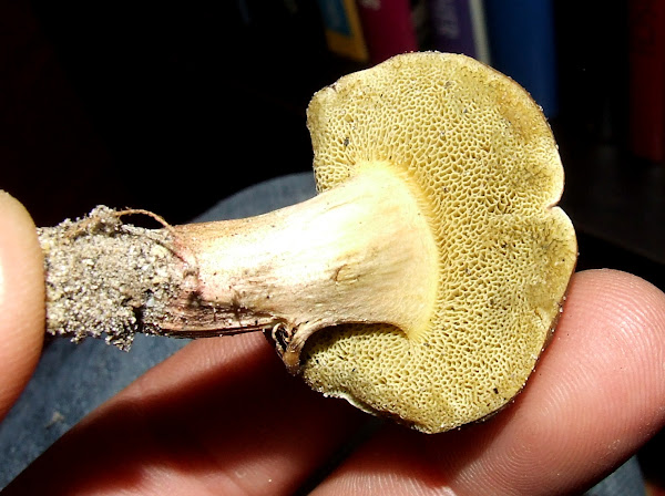 Common Bolete | Project Noah