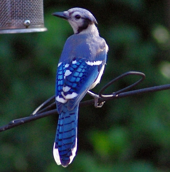 Blue Jay | Project Noah