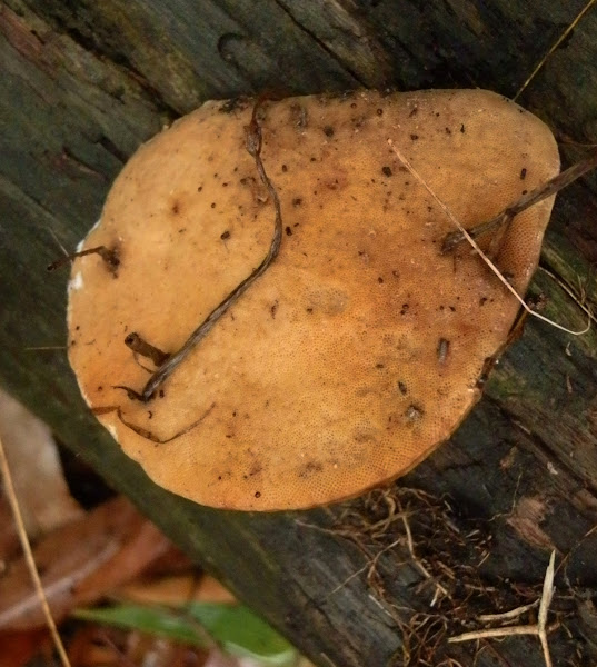 Fomes Bracket Fungus | Project Noah