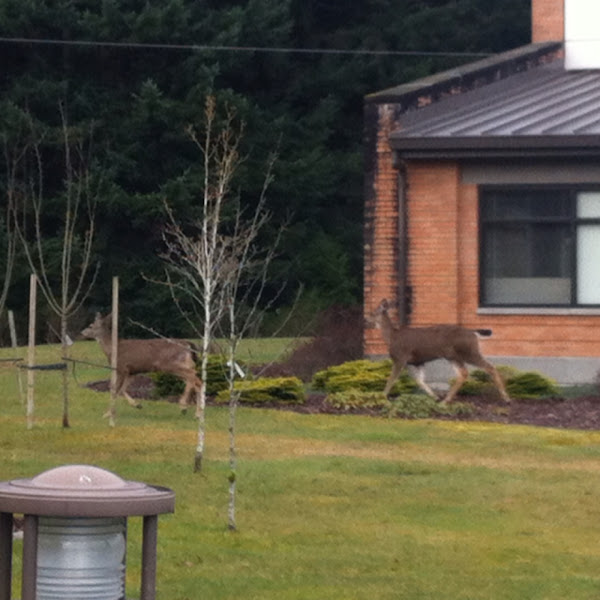 Black-tailed Deer | Project Noah