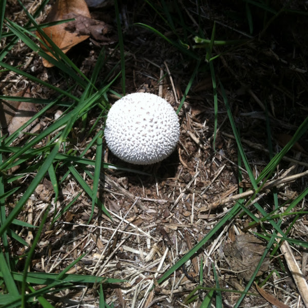 Common puffball | Project Noah