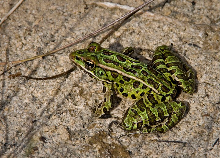 Northern Leopard Frog | Project Noah