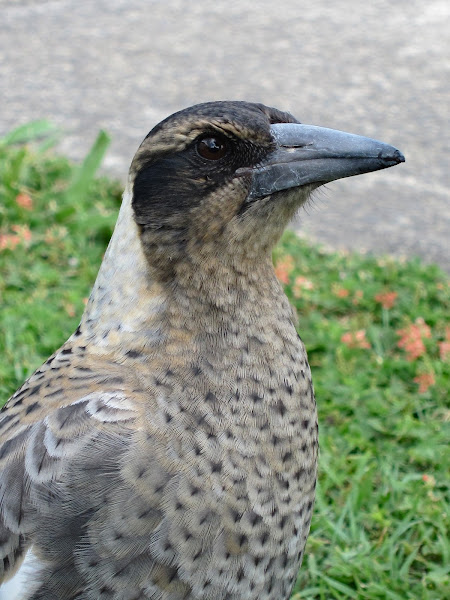 Australian Magpie (juvenile) | Project Noah
