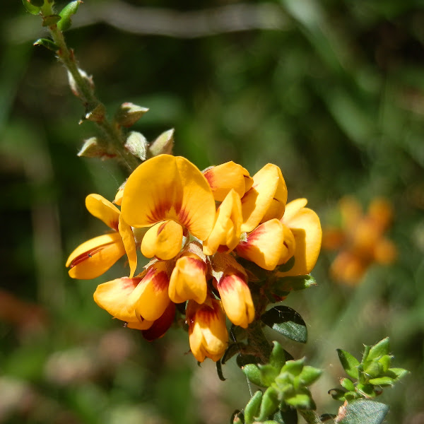Golden Bush-pea | Project Noah
