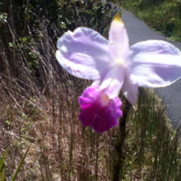 Bamboo Orchid | Project Noah