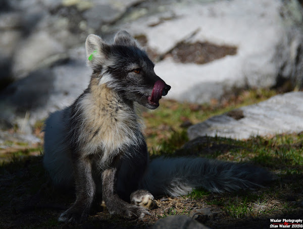 Arctic Fox | Project Noah