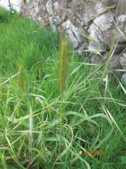 Giant Wild Rye | Project Noah